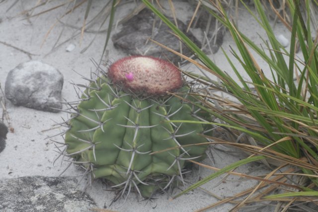 Melocactus paucispinus