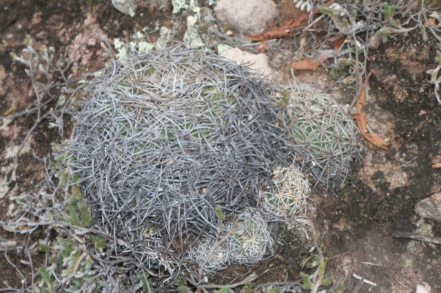 Coryphantha pallida